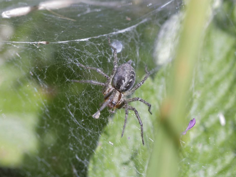 Art | Naturportal Südwest