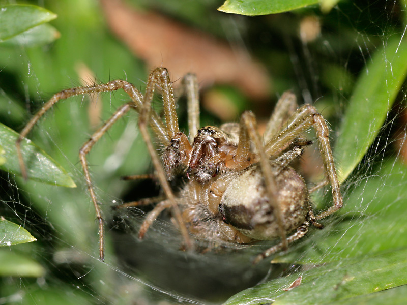 Art | Naturportal Südwest