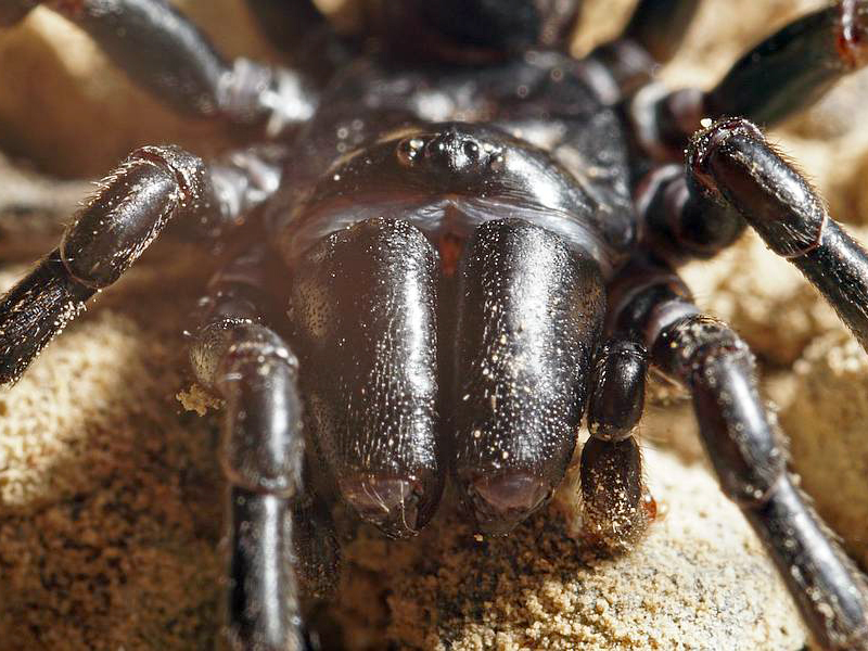 Art | Naturportal Südwest