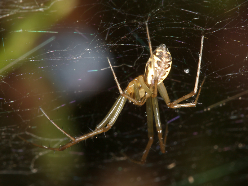 Art | Naturportal Südwest