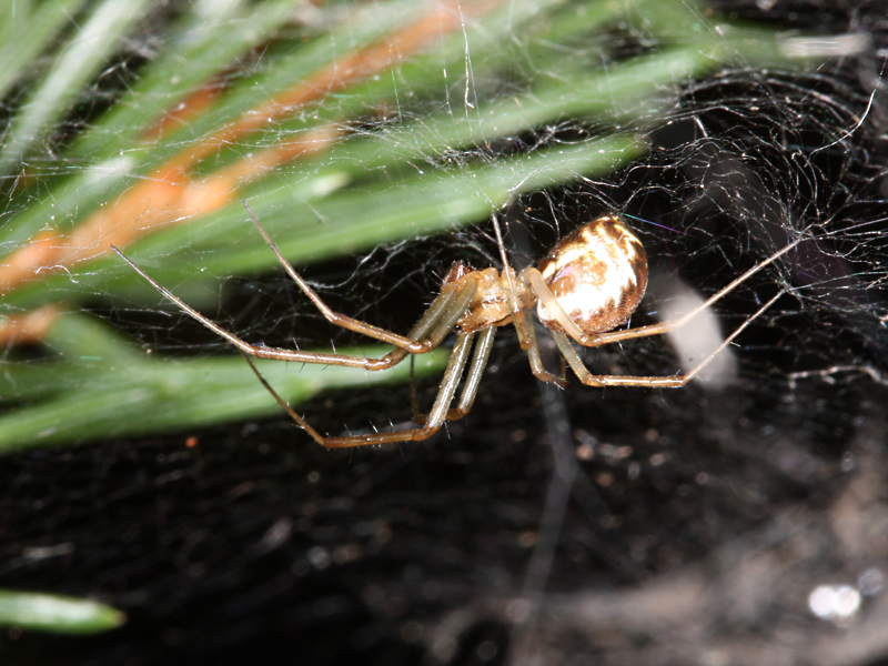 Art | Naturportal Südwest