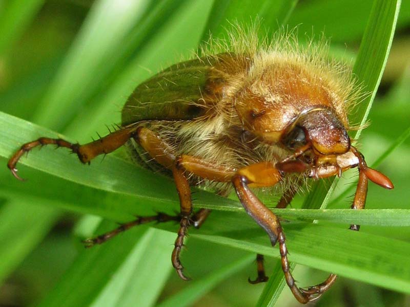 Art | Naturportal Südwest