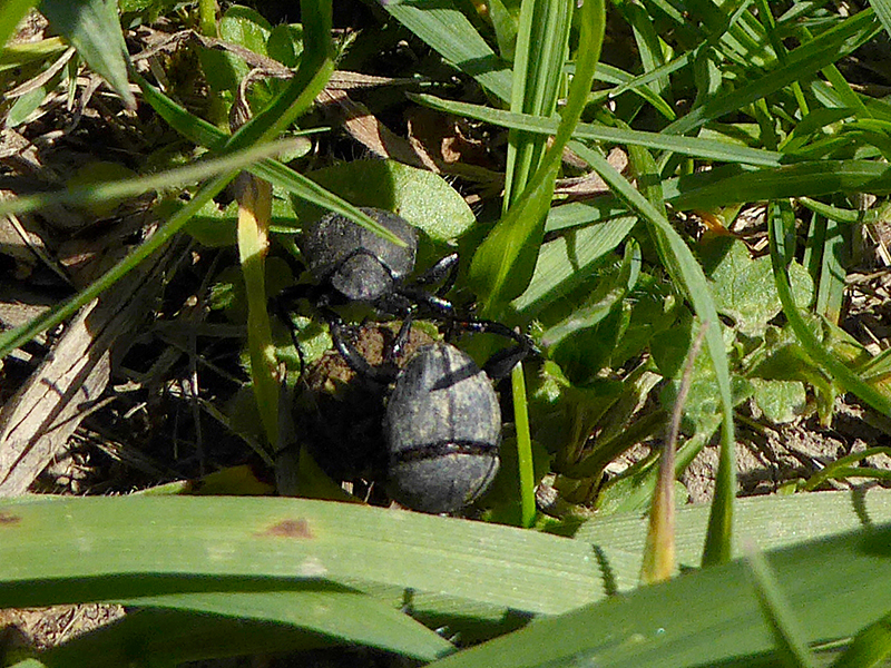 Art | Naturportal Südwest