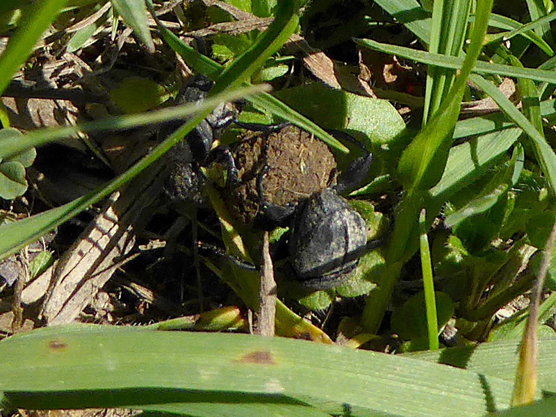 Art | Naturportal Südwest