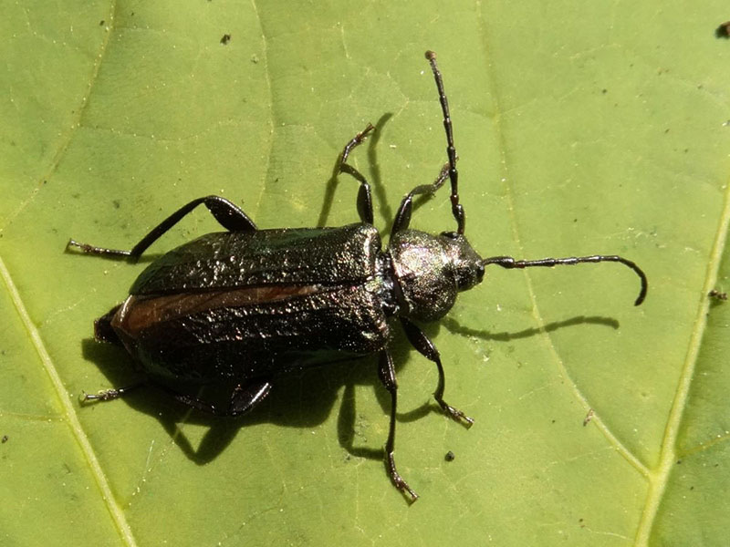 Art | Naturportal Südwest