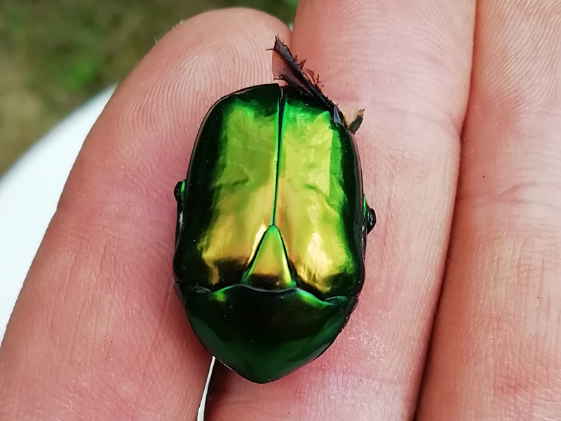 Art | Naturportal Südwest