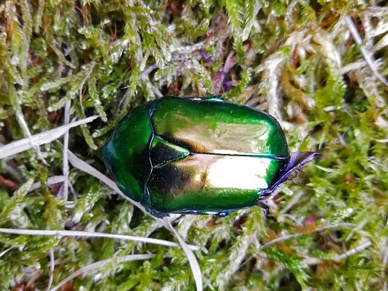 Art | Naturportal Südwest