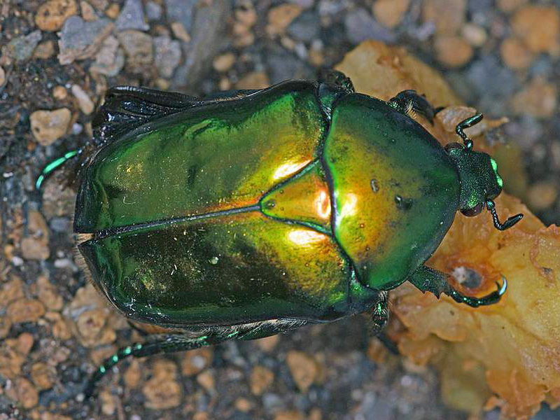 Art | Naturportal Südwest