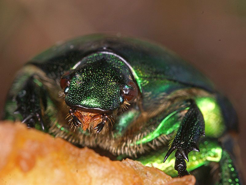 Art | Naturportal Südwest