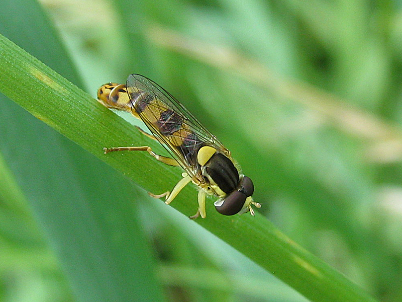 Art | Naturportal Südwest