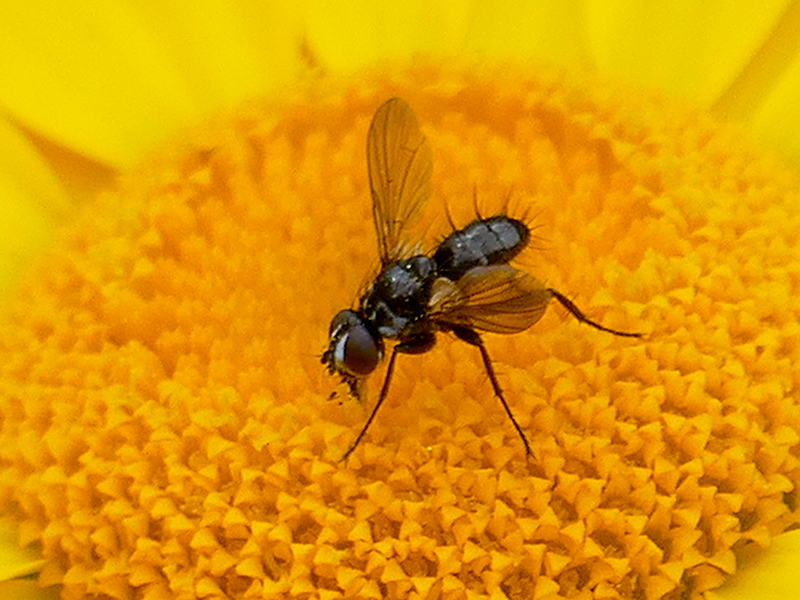 Art | Naturportal Südwest