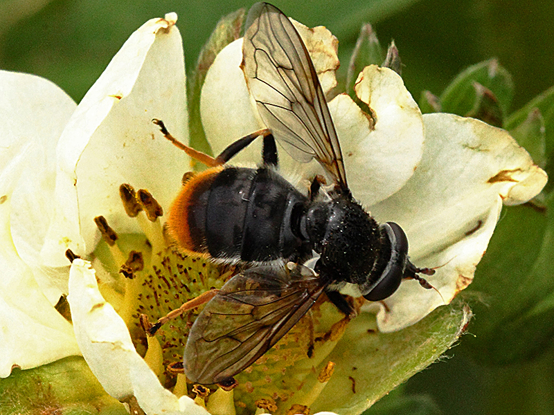 Art | Naturportal Südwest