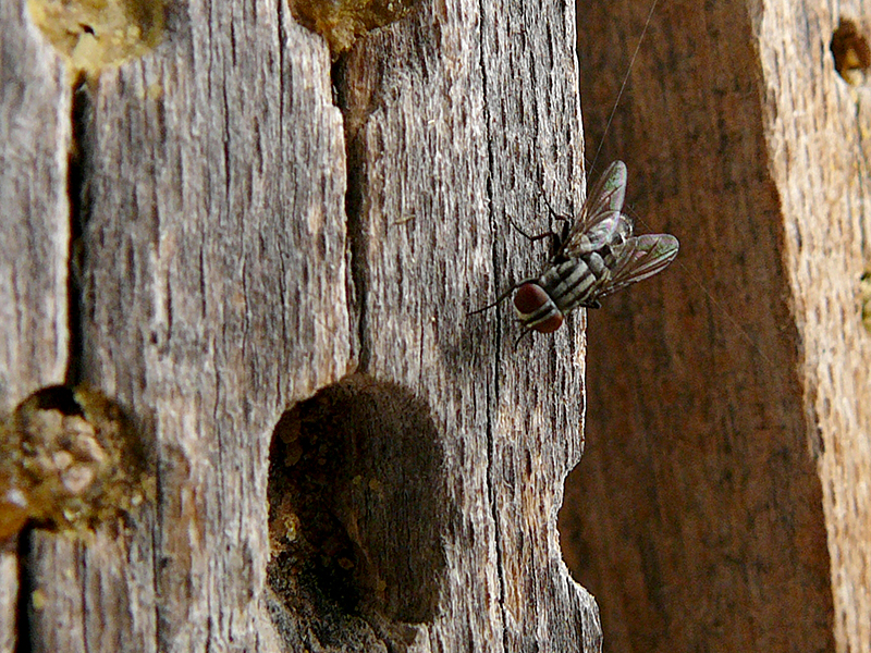 Art | Naturportal Südwest