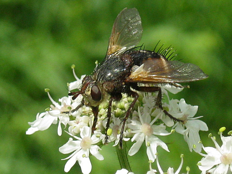 Art | Naturportal Südwest