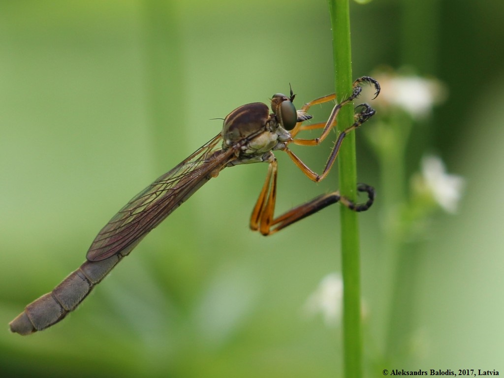 Art | Naturportal Südwest