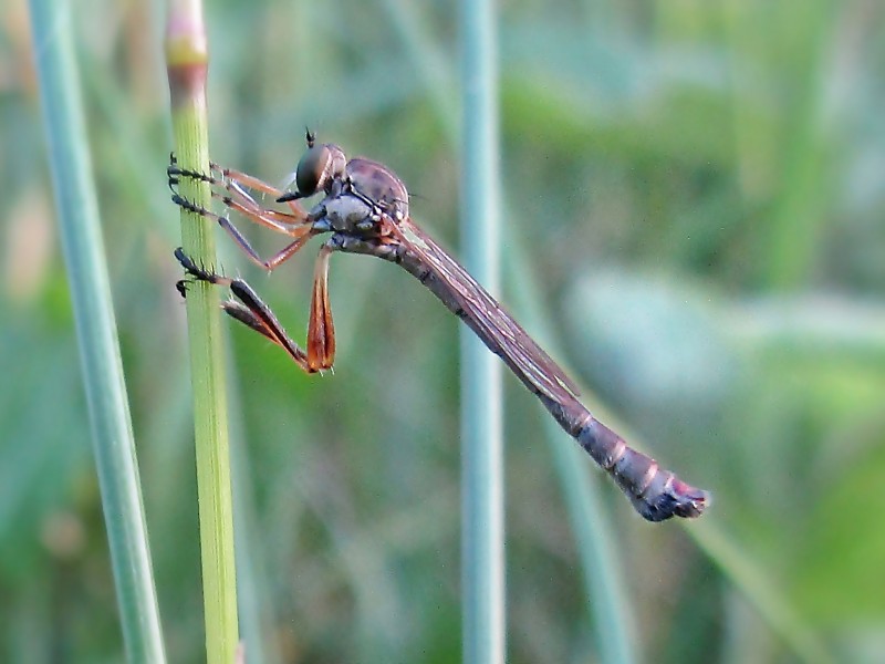 Art | Naturportal Südwest