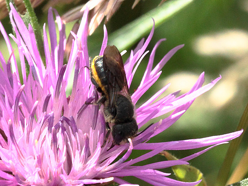 Art | Naturportal Südwest