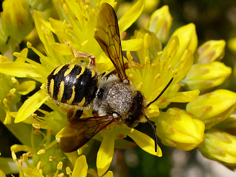 Art | Naturportal Südwest