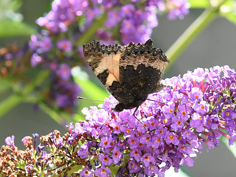 Art | Naturportal Südwest