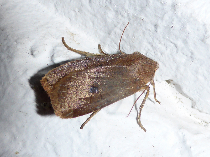 Art | Naturportal Südwest