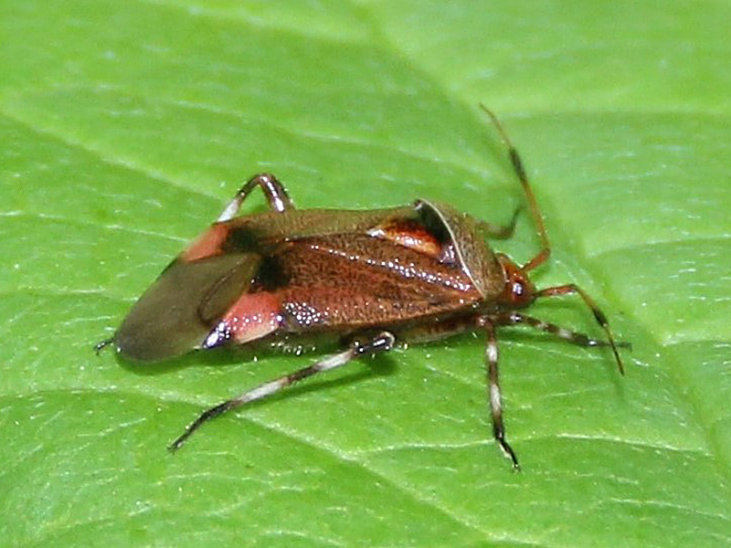 Art | Naturportal Südwest