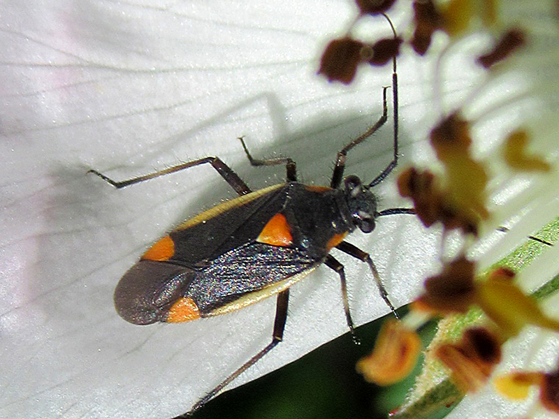 Art | Naturportal Südwest