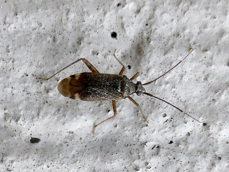 Art | Naturportal Südwest