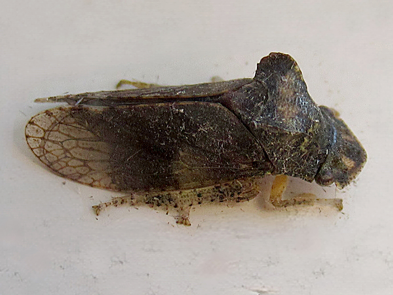 Art | Naturportal Südwest