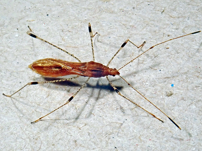 Art | Naturportal Südwest