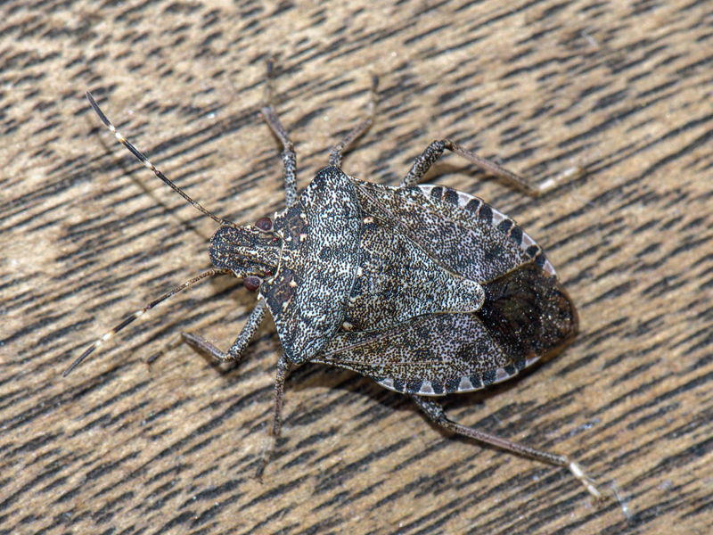 Art | Naturportal Südwest