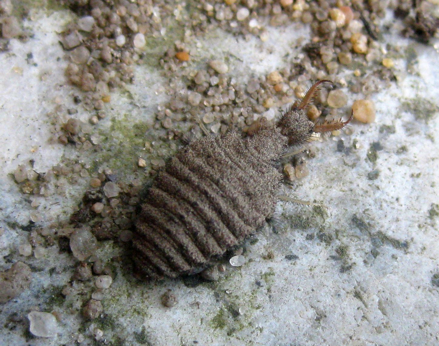 Art | Naturportal Südwest