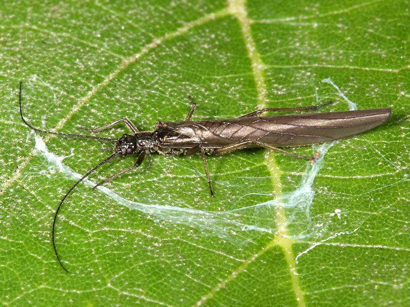 Art | Naturportal Südwest