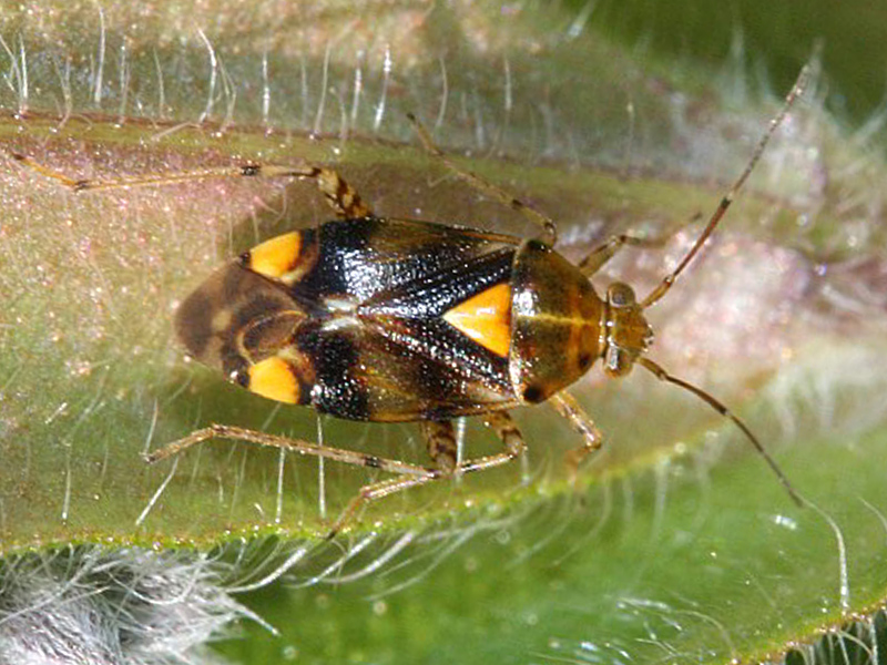 Art | Naturportal Südwest