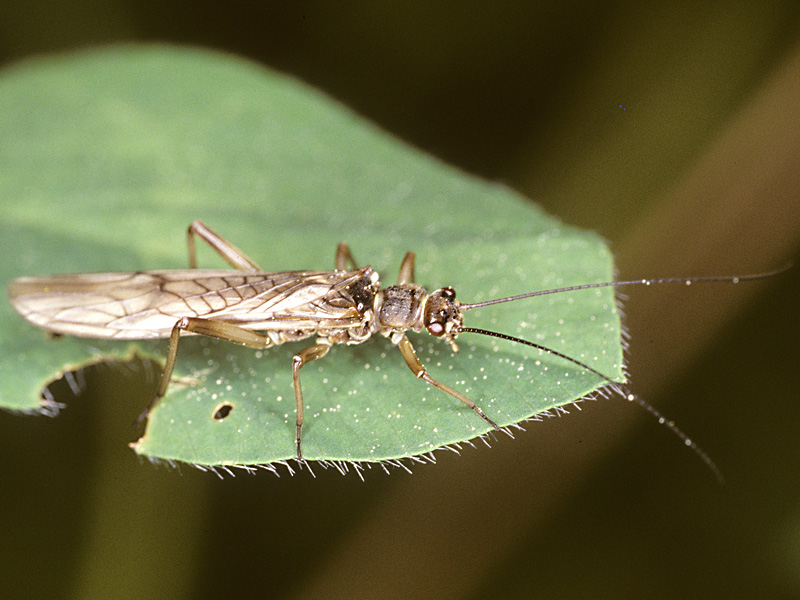 Art | Naturportal Südwest