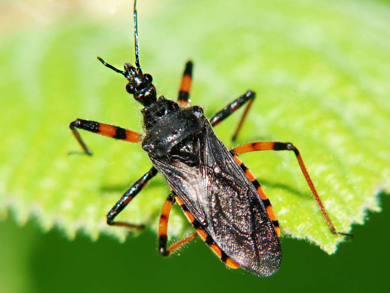 Art | Naturportal Südwest