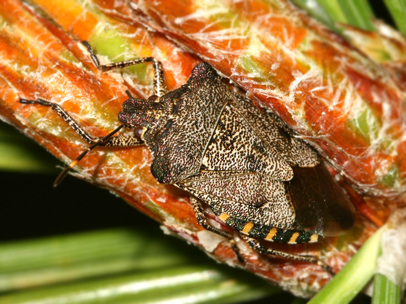 Art | Naturportal Südwest