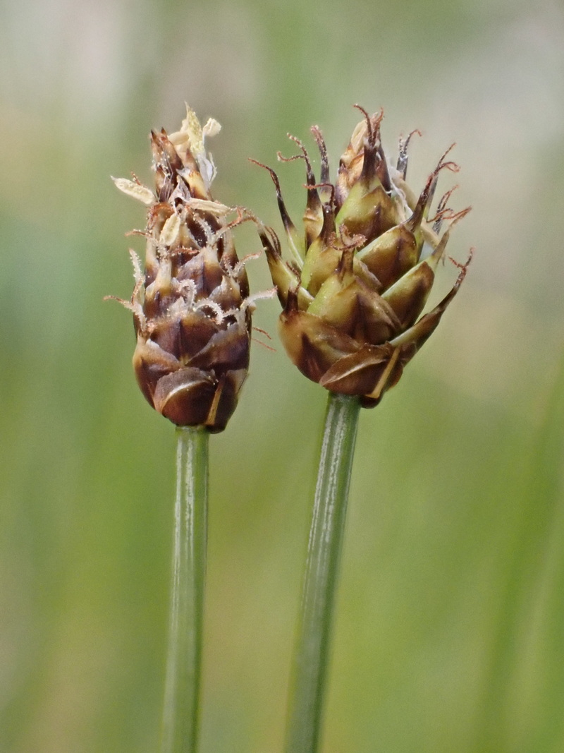 Art | Naturportal Südwest