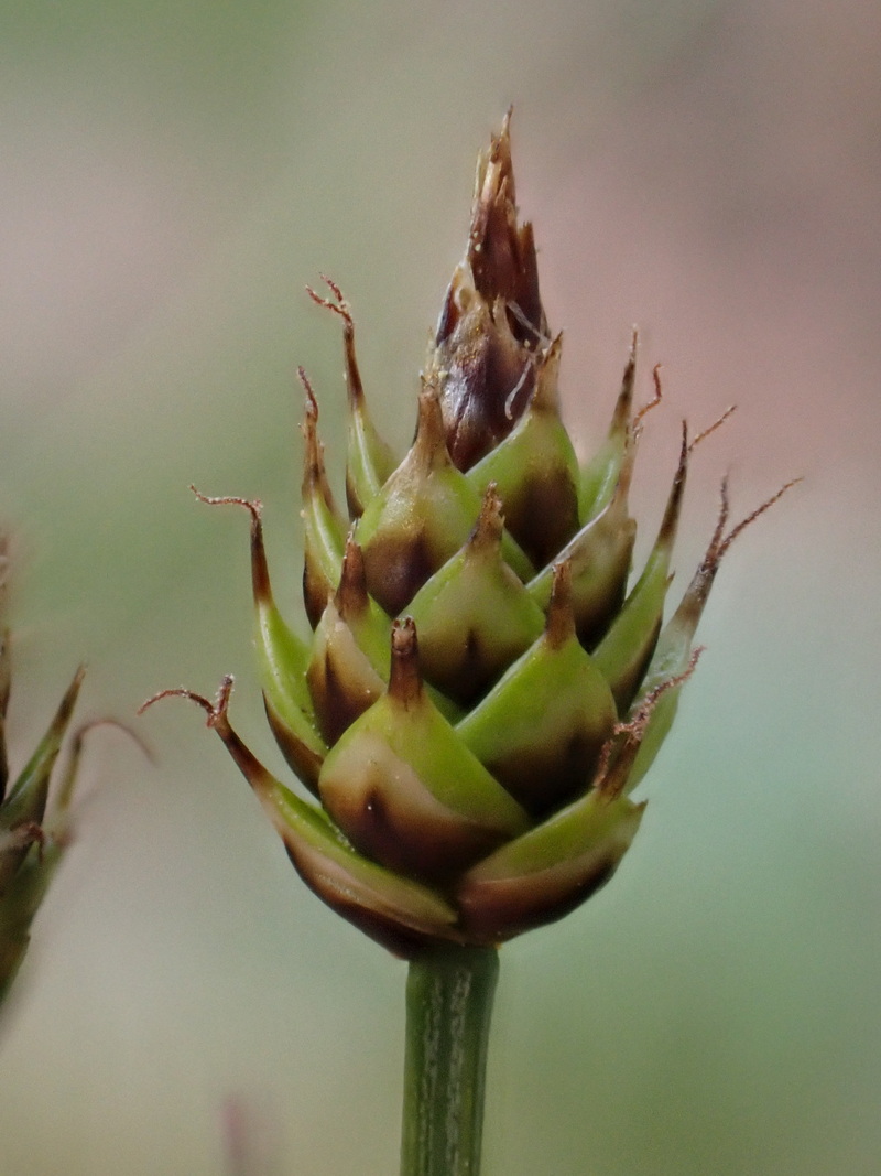 Art | Naturportal Südwest