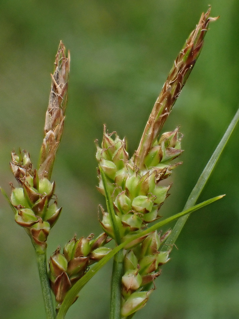 Art | Naturportal Südwest