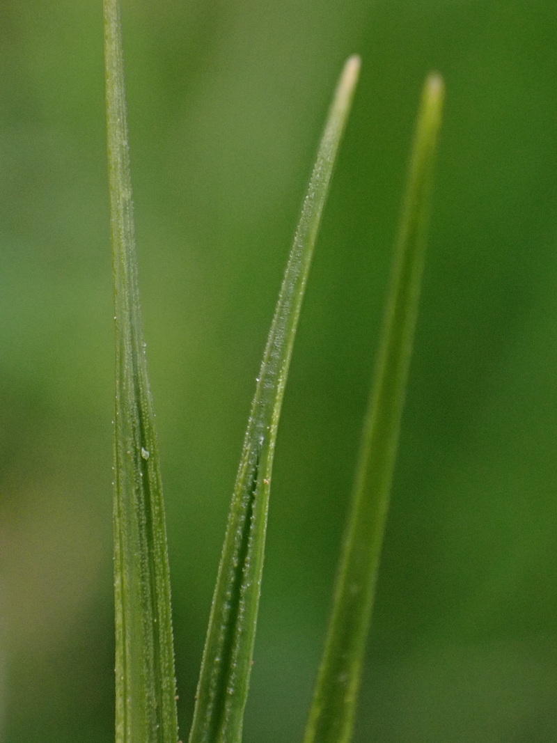 Art | Naturportal Südwest