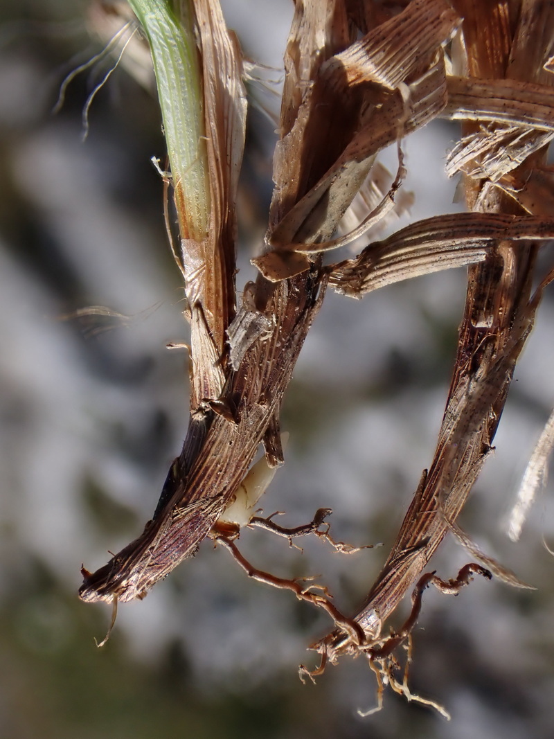 Art | Naturportal Südwest