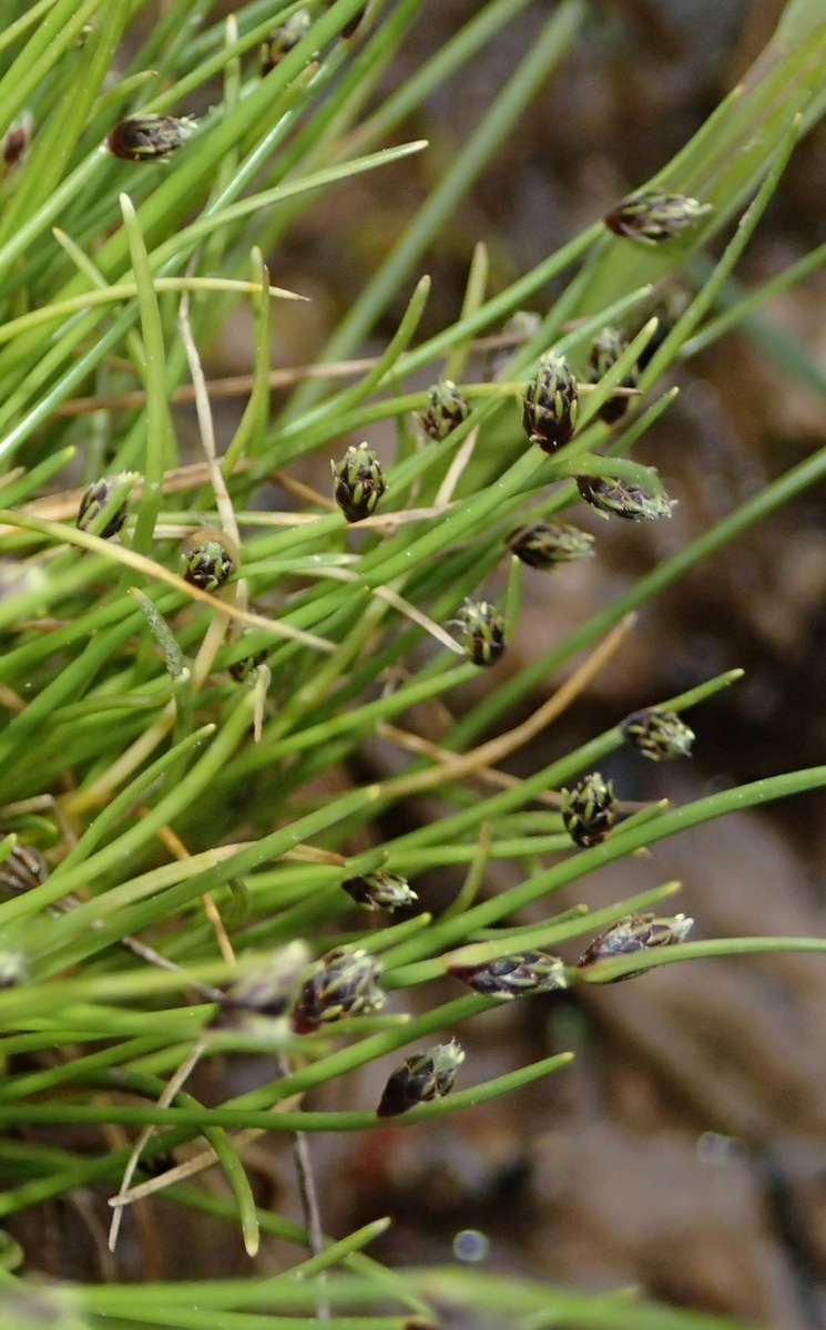 Art | Naturportal Südwest