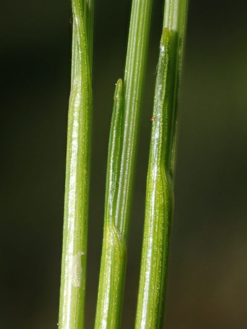 Art | Naturportal Südwest