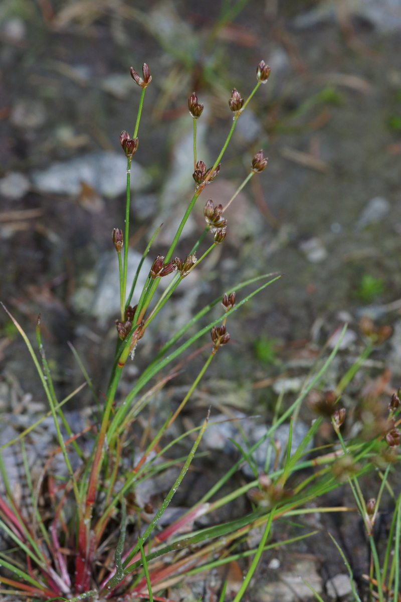Art | Naturportal Südwest