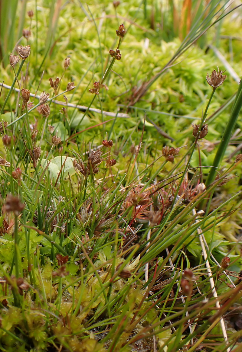 Art | Naturportal Südwest