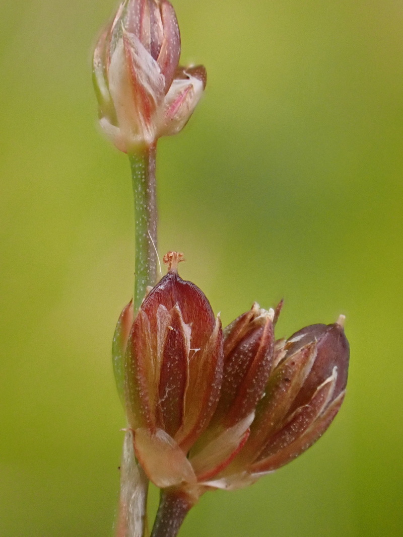 Art | Naturportal Südwest