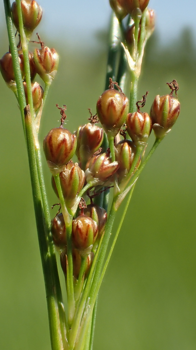 Art | Naturportal Südwest