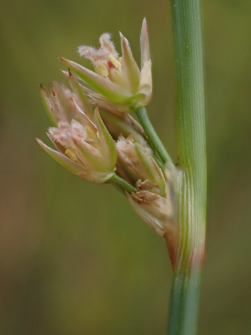 Art | Naturportal Südwest
