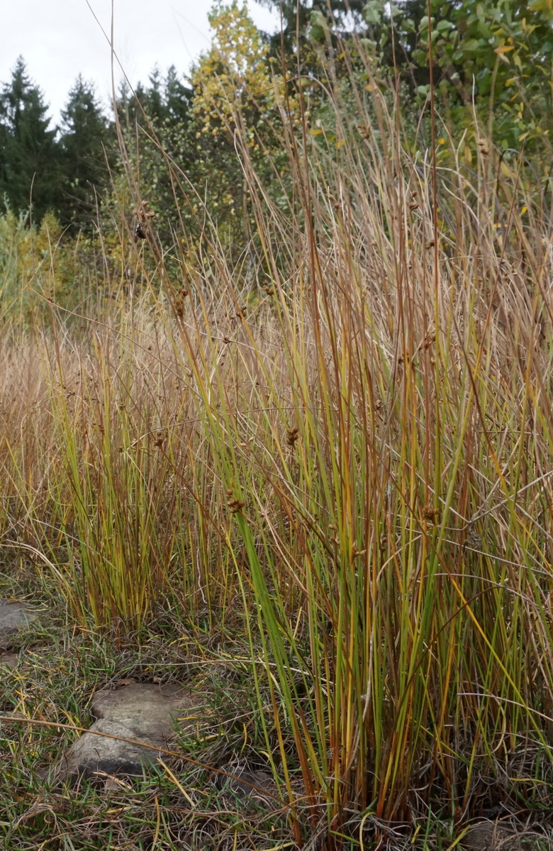 Art | Naturportal Südwest