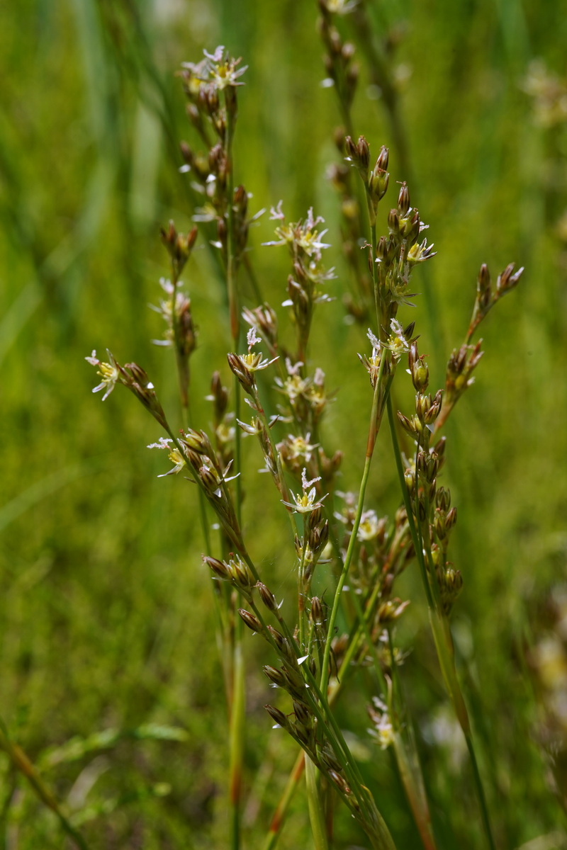 Art | Naturportal Südwest